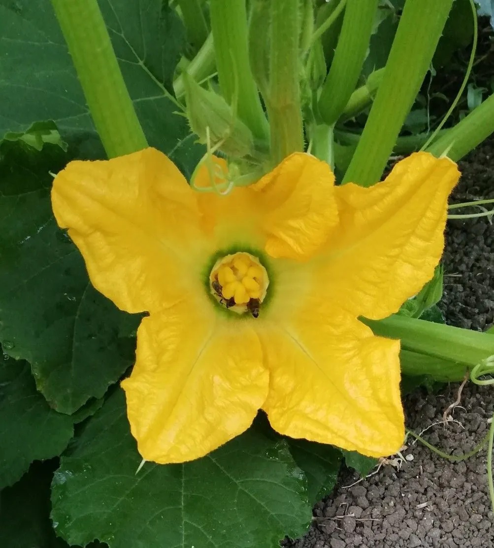 Kabak Bitkisi ve Çeşitleri - Hacıahmetlitepeköy