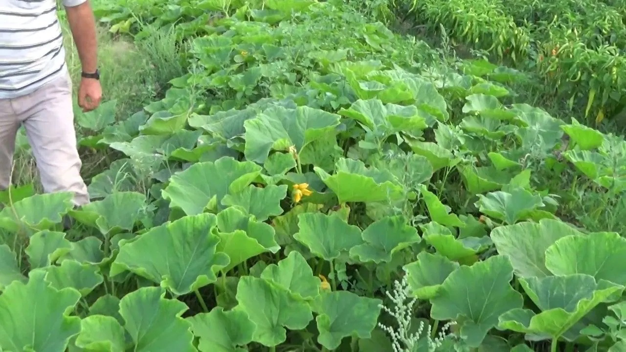 Kabak Bitkisi ve Çeşitleri - Hacıahmetlitepeköy